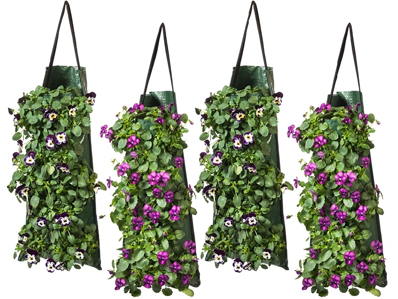 De flowerpower van hoornviooltjes - GroenRijk Eemsdelta - Appingedam